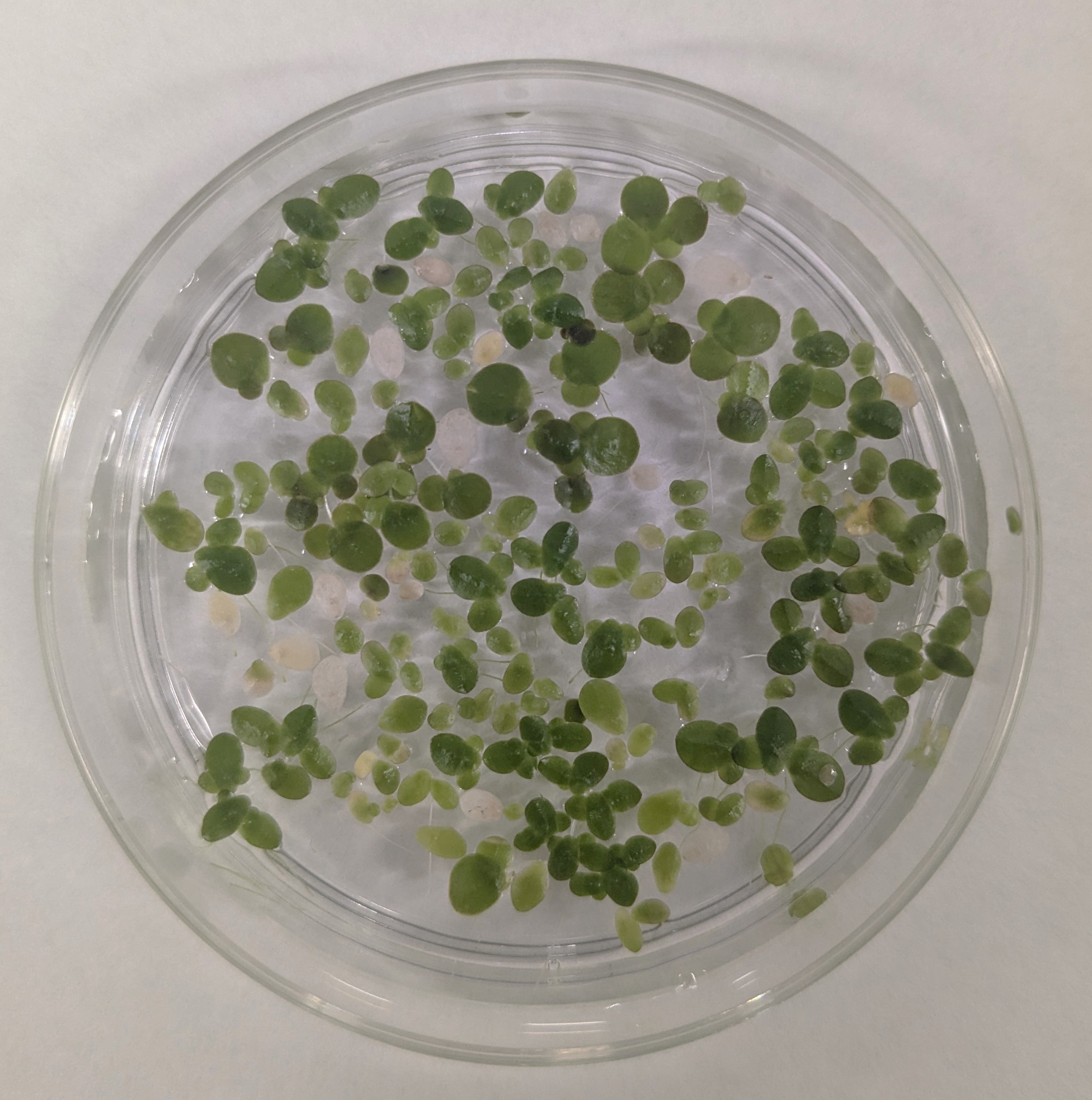 Research | Kevin Ricks